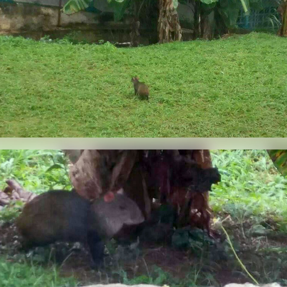 Recordando El Monoloro