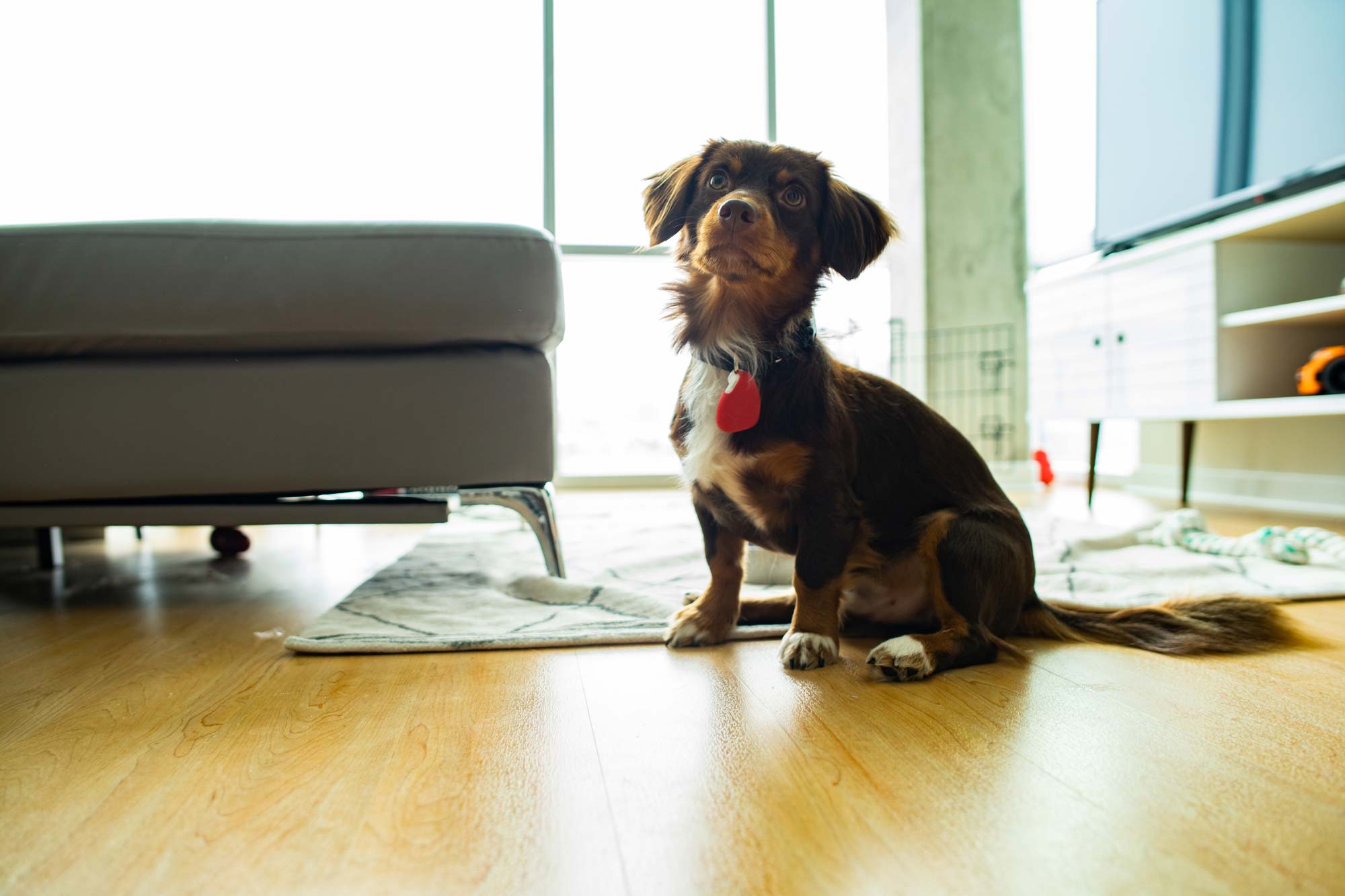 Product - Jiobit for Pets