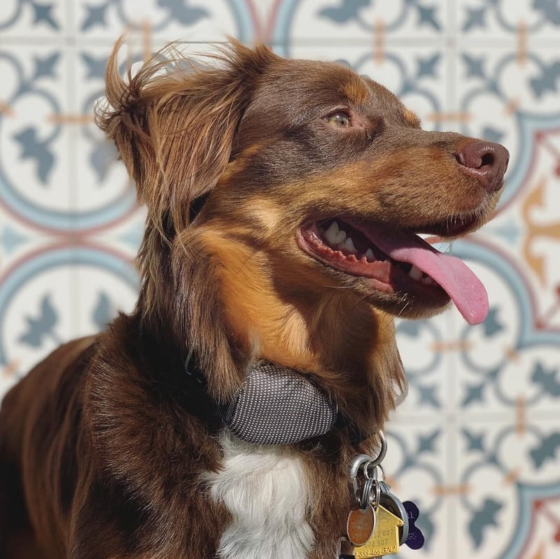 #1 Kid Tracker: The Best GPS Tracker For Kids, Pets & Loved Ones | Jiobit