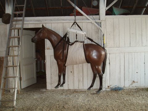 Technical Large Animal Rescue | Commerical Lifts and Slings