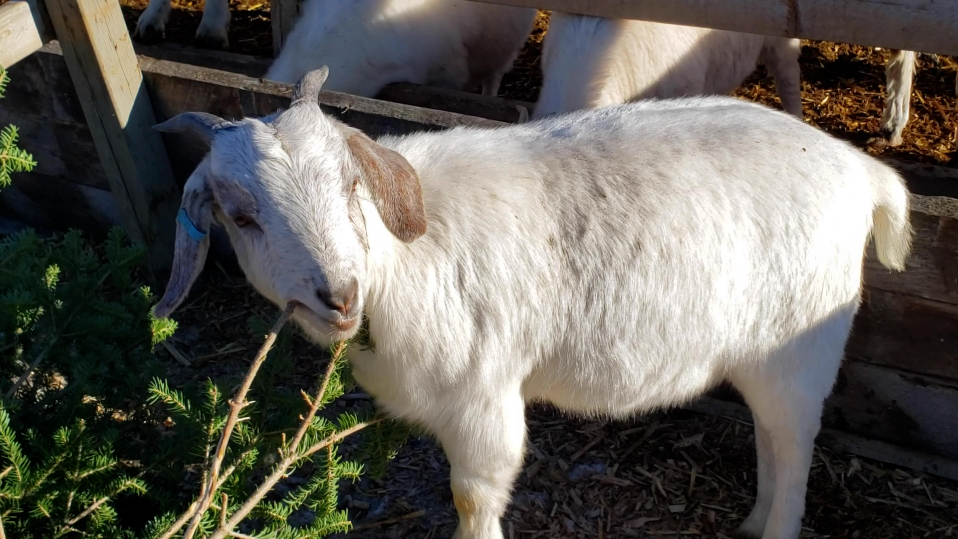 Bridge City News — Lethbridge, AB