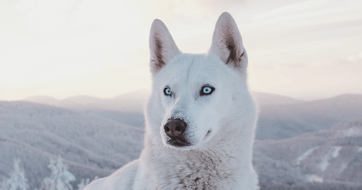 Husky The Perfect Dog For You Dog Breeds Emma ca