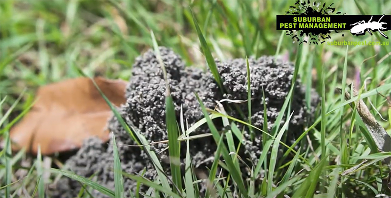 Funnel Ants Treatment and Control | Call for a Quote