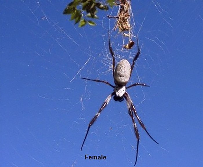 Spider Control Brisbane | Call or Book Online