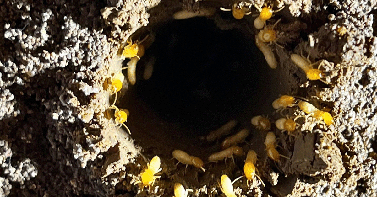 How Termites Affect the Environment | Suburban Pest