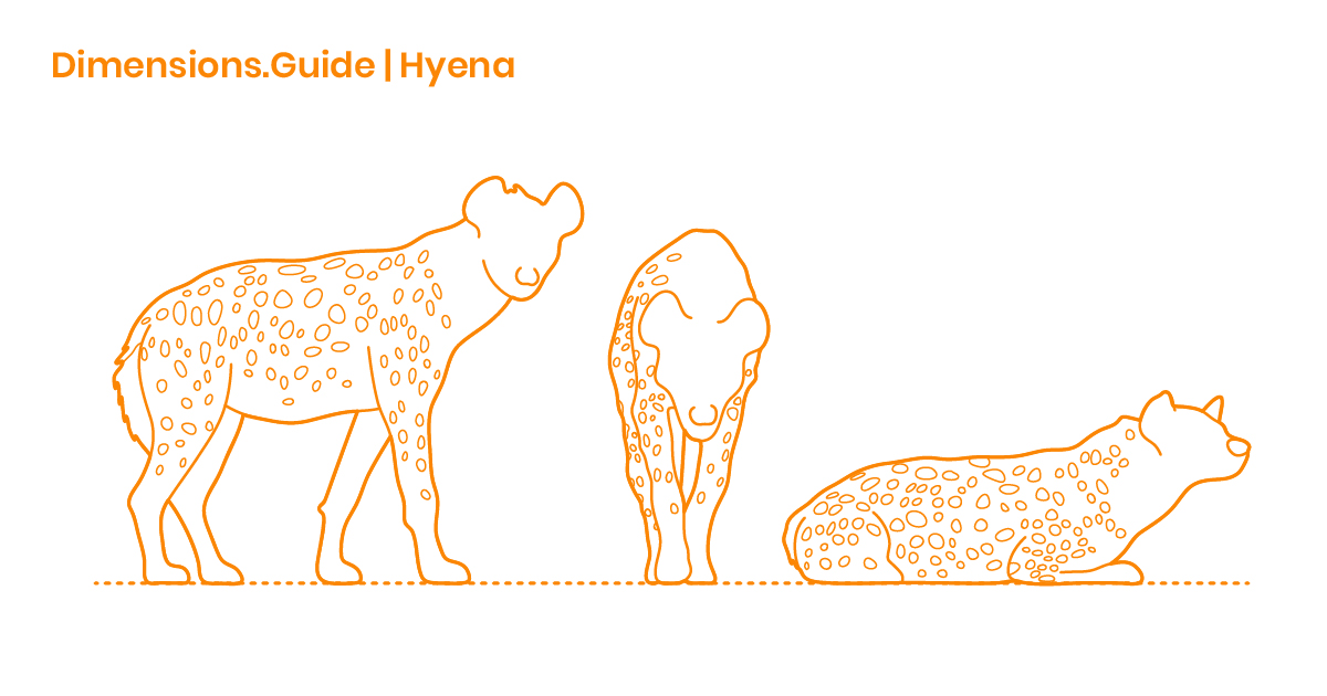Hyena Dimensions & Drawings | Dimensions.Guide