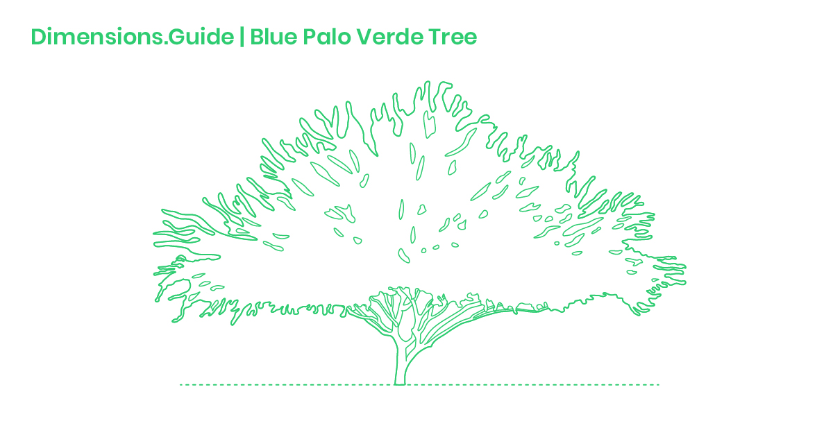 Blue Palo Verde Tree Dimensions & Drawings | Dimensions.Guide