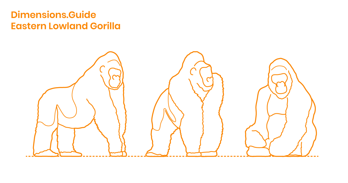 Eastern Lowland Gorilla Dimensions & Drawings | Dimensions.Guide