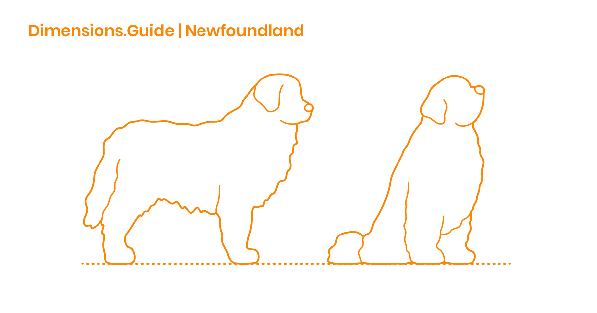 How Tall Is A Newfoundland Dog