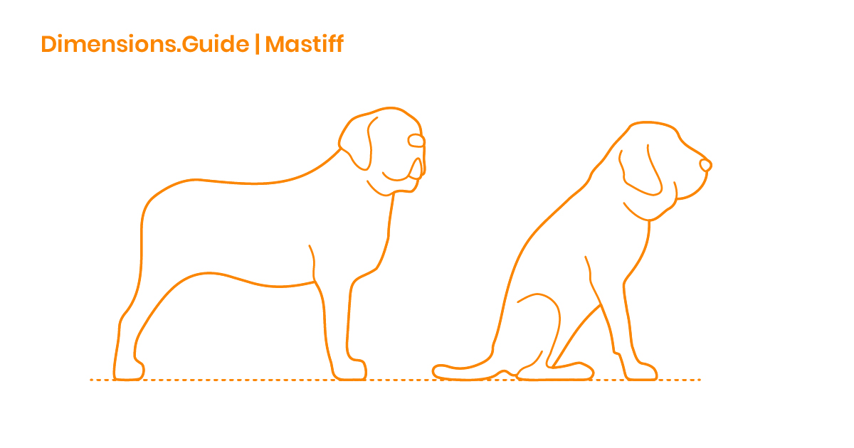 How Big Do Female Mastiffs Get