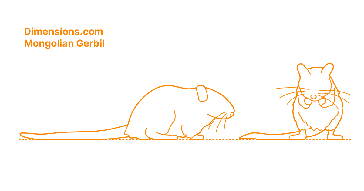 Gerbil Drawing