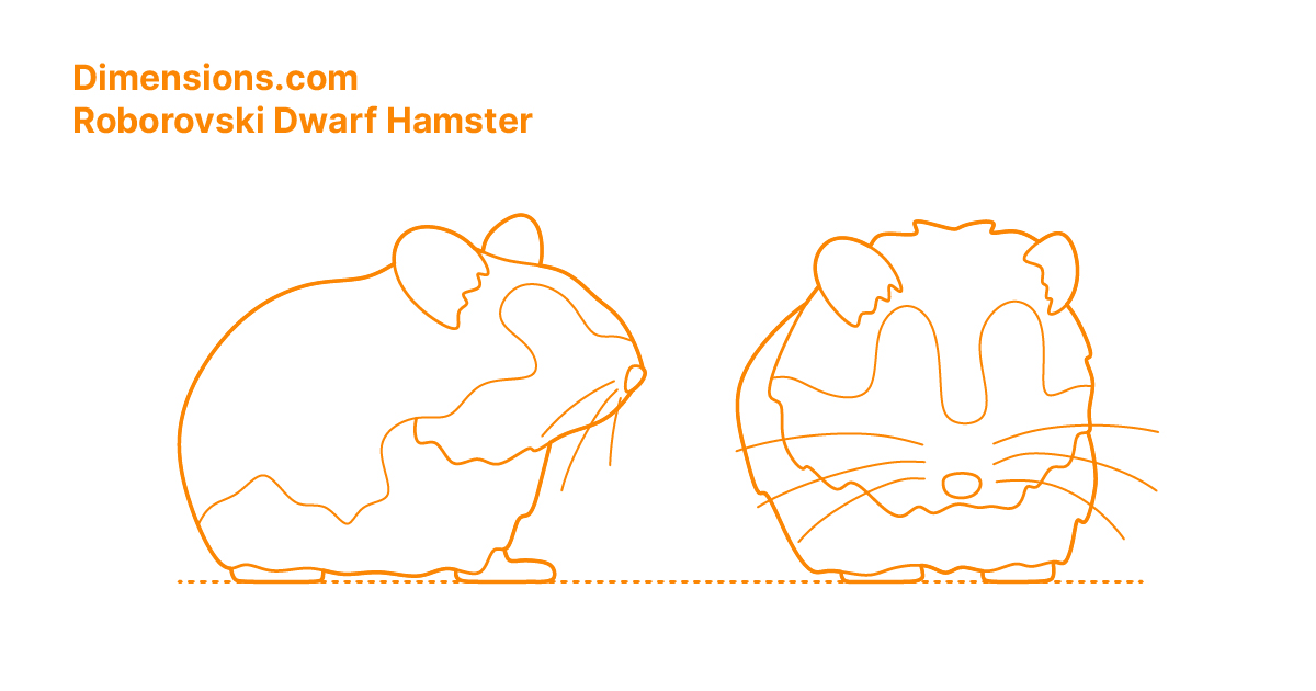 Dwarf Hamster Drawing