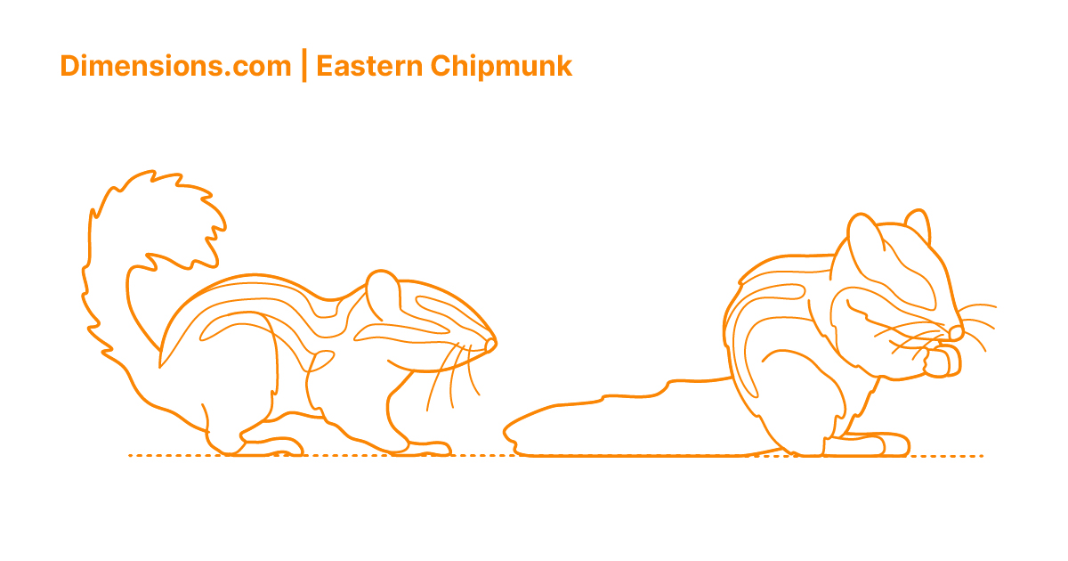 Eastern Chipmunk Drawing