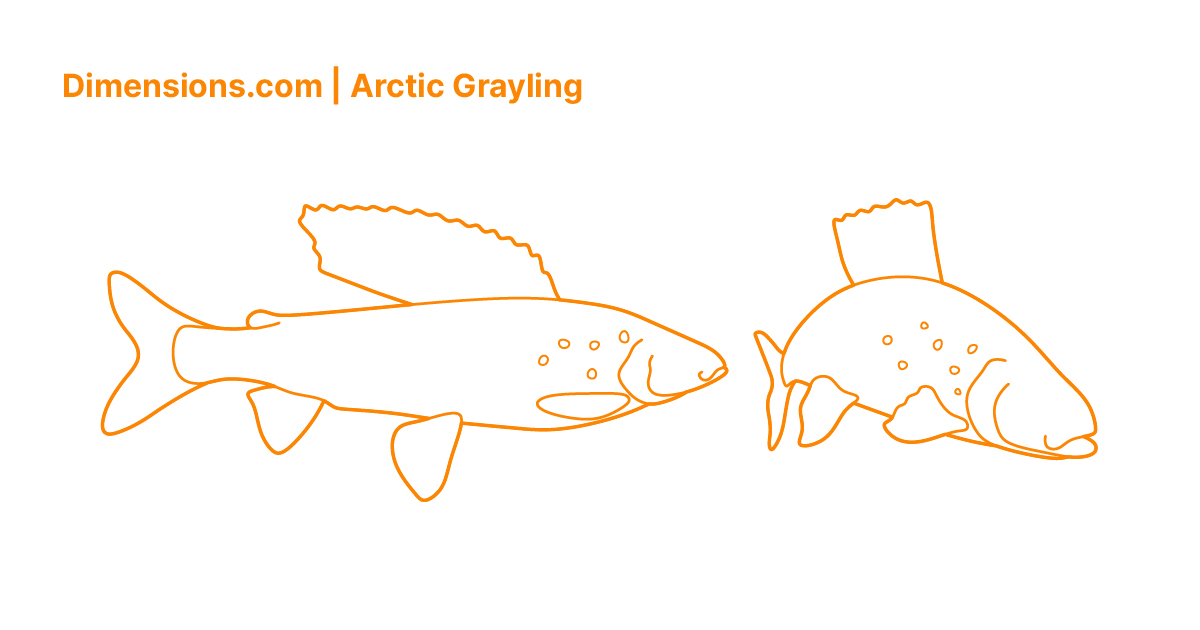 Arctic Grayling Dimensions & Drawings | Dimensions.com