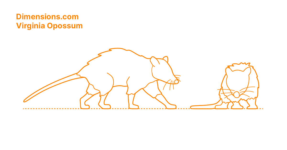 Virginia Opossum (Didelphis virginiana) Dimensions & Drawings ...