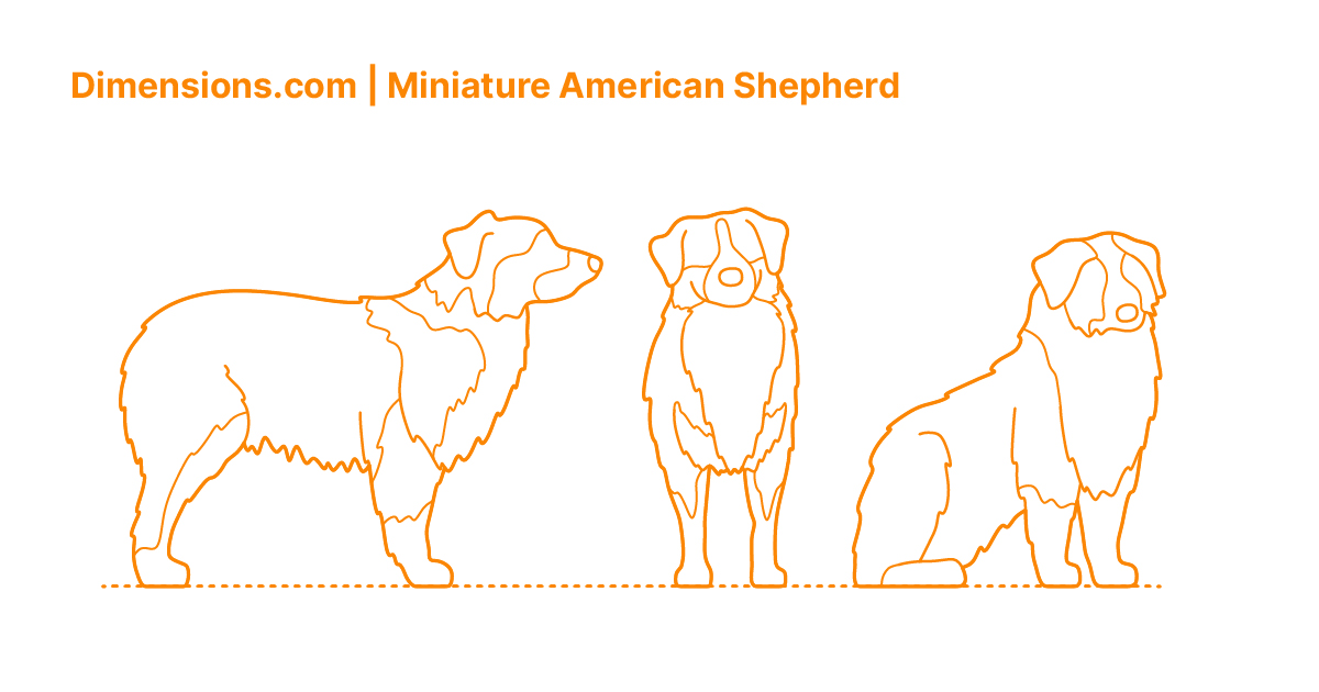 Miniature Australian Shepherd Size Comparison