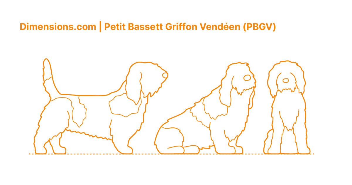 Petit Bassett Griffon Vendéen (PBGV) Dimensions & Drawings | Dimensions.com