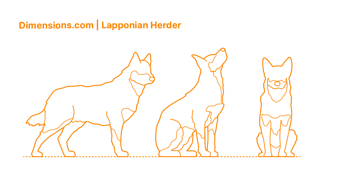 At What Age Is A Lapponian Herder Full Grown