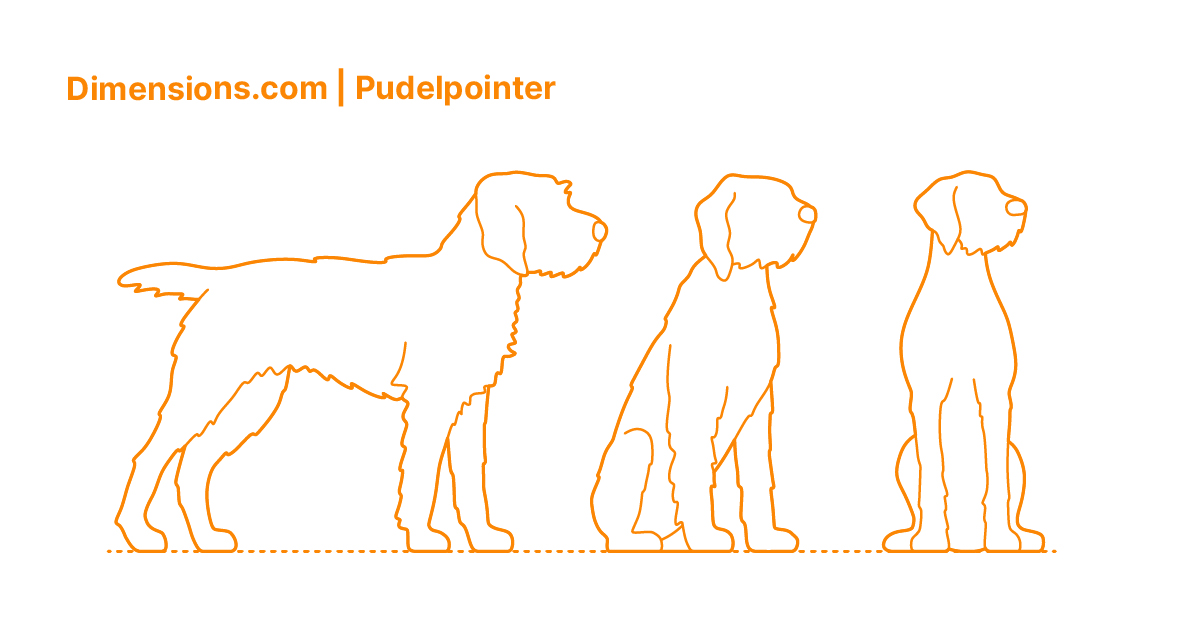 Pudelpointer Dimensions & Drawings | Dimensions.com
