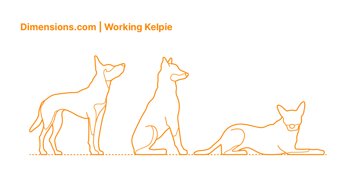 Kelpie Dog Outline