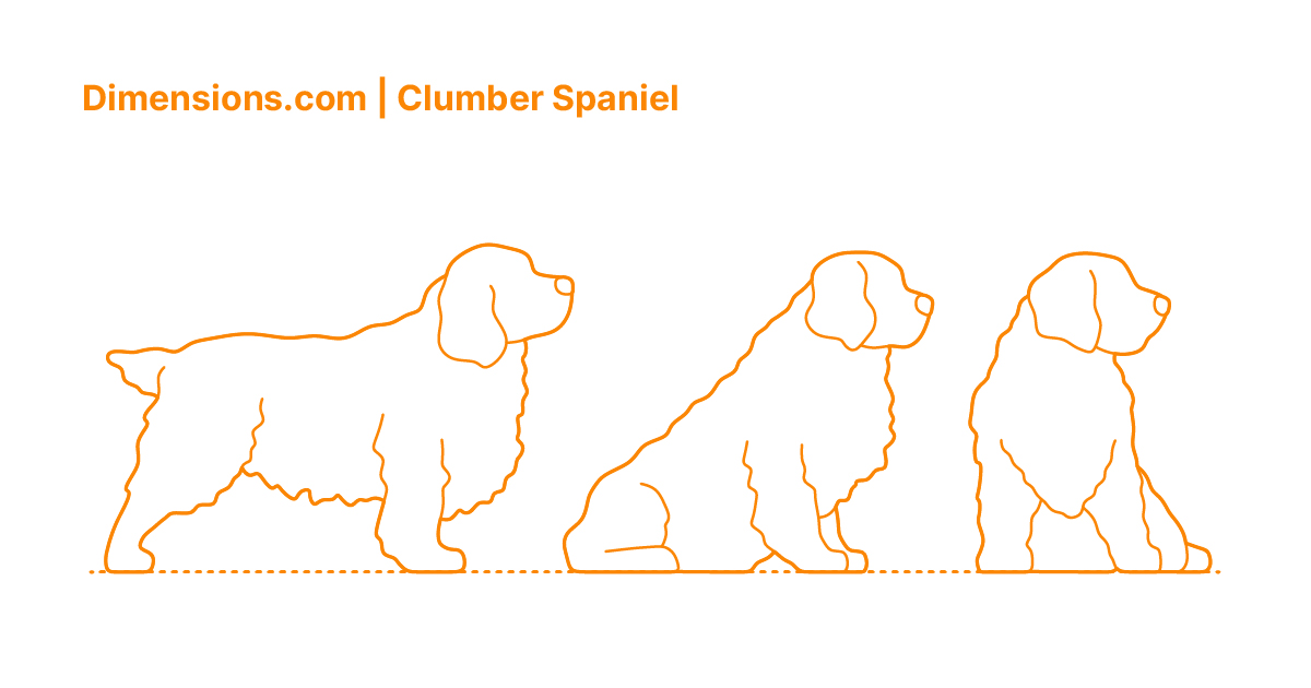 Clumber Spaniel Dimensions & Drawings | Dimensions.com