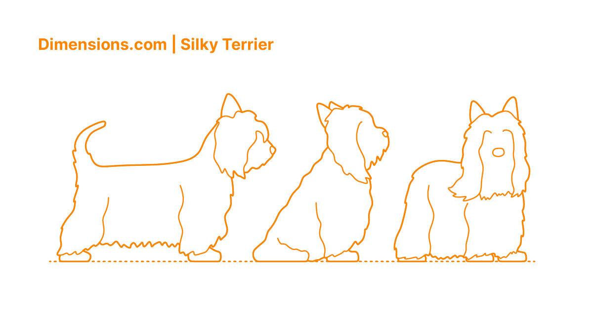 Silky Terrier Dimensions & Drawings | Dimensions.com