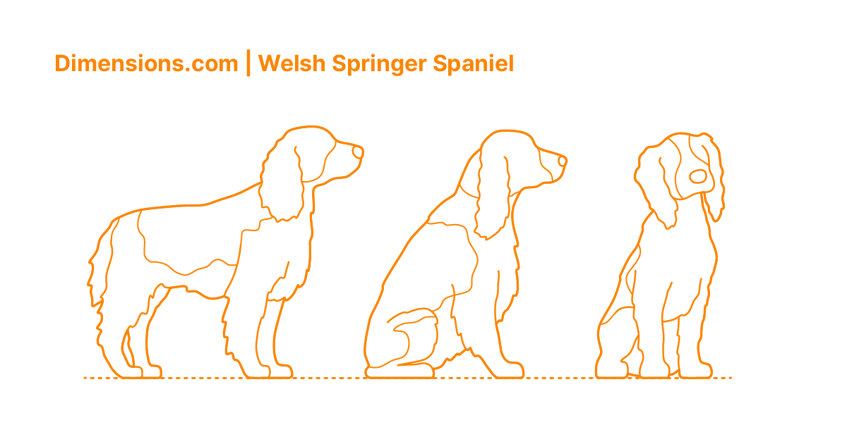 Welsh Springer Spaniel Dimensions & Drawings | Dimensions.com