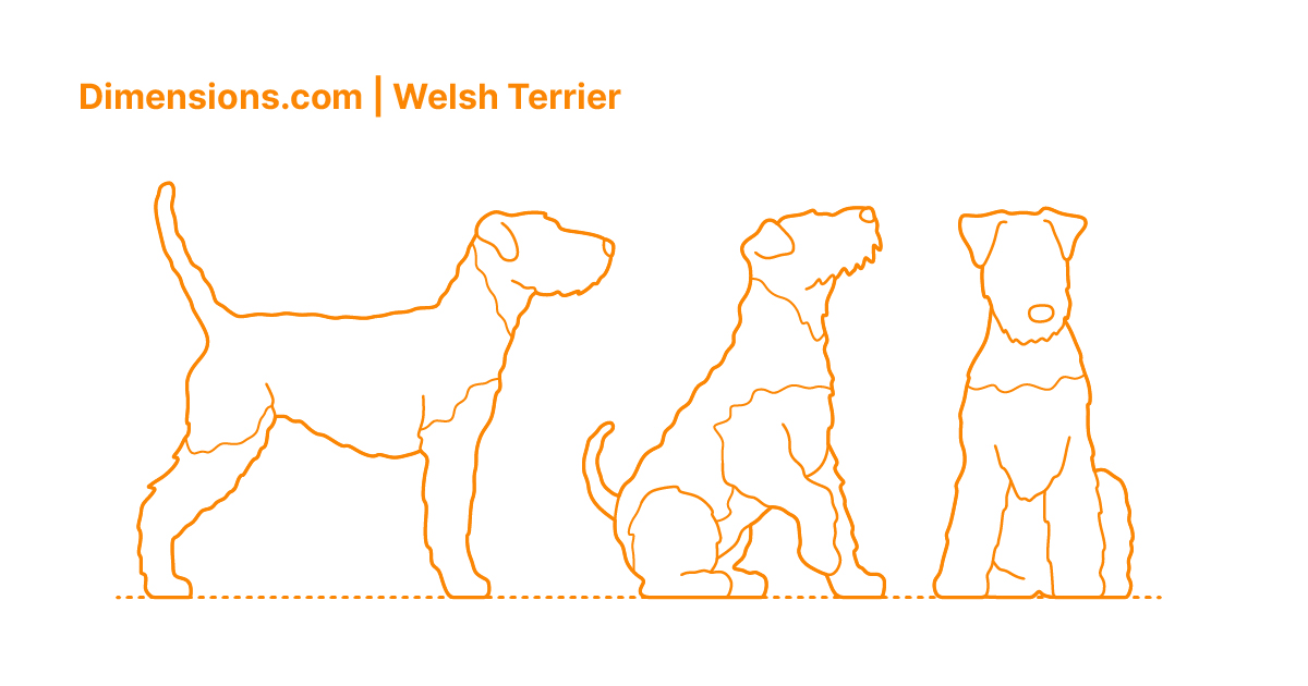 Welsh Terrier Dimensions & Drawings | Dimensions.com