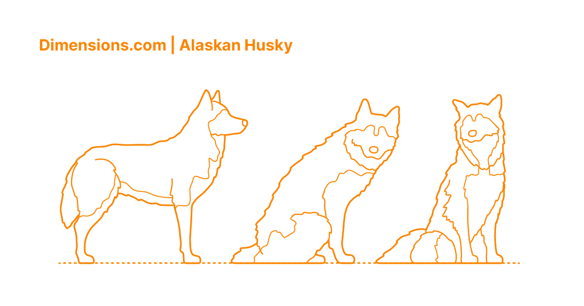 Alaskan Husky Dimensions & Drawings | Dimensions.com