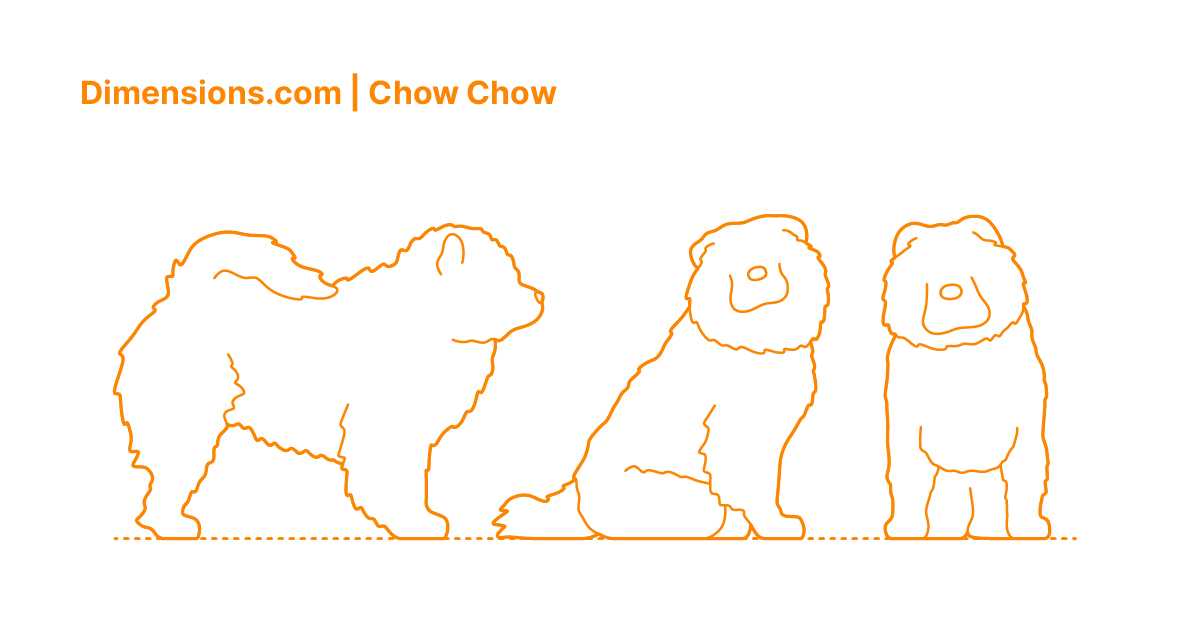 Chow Chow Dimensions & Drawings | Dimensions.com