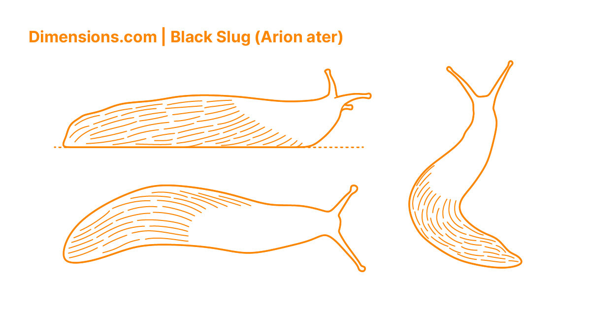 Black Slug (Arion ater) Dimensions & Drawings | Dimensions.com