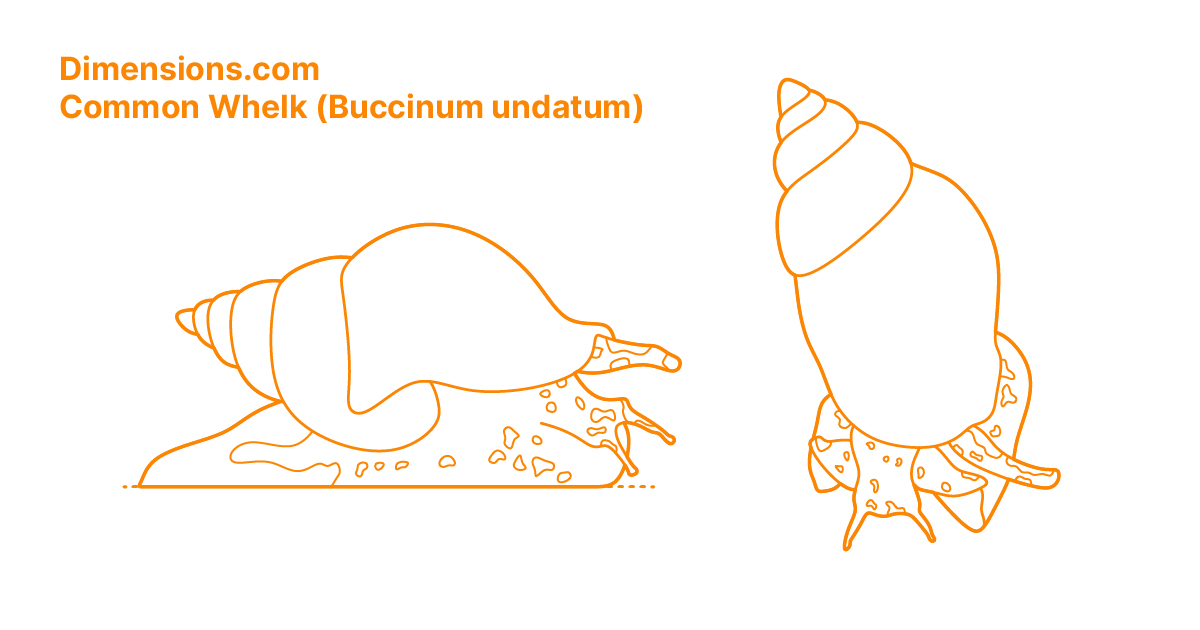 Common Whelk (Buccinum undatum) Dimensions & Drawings | Dimensions.com