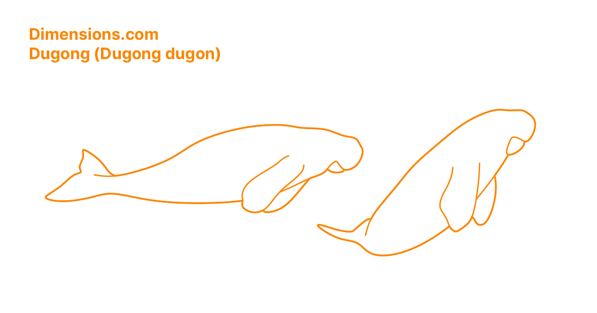 Dugong (Dugong dugon) Dimensions & Drawings | Dimensions.com