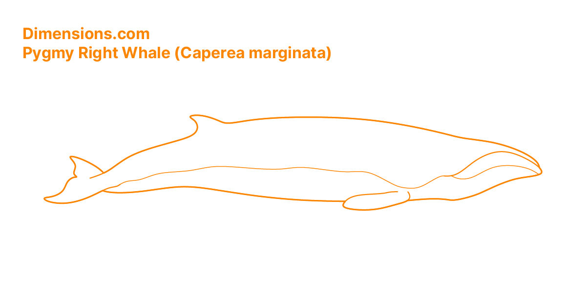 Pygmy Right Whale (Caperea marginata) Dimensions & Drawings ...