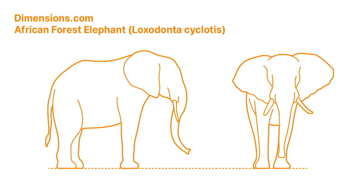African Forest Elephant (Loxodonta cyclotis) Dimensions & Drawings ...