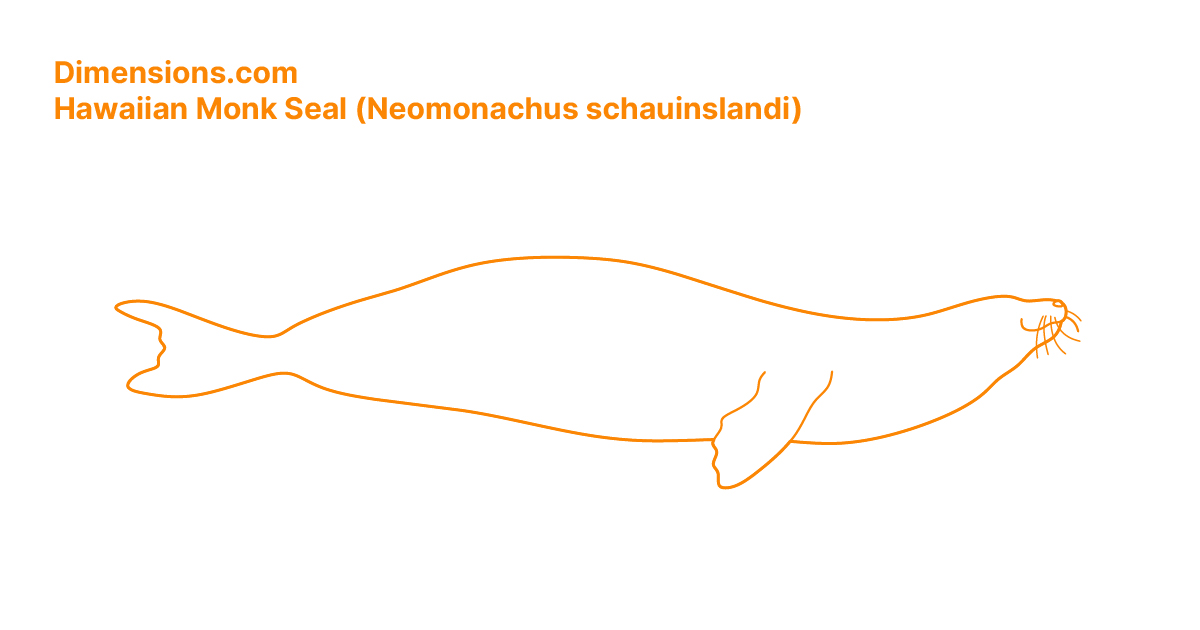 Hawaiian Monk Seal (Neomonachus schauinslandi) Dimensions & Drawings ...