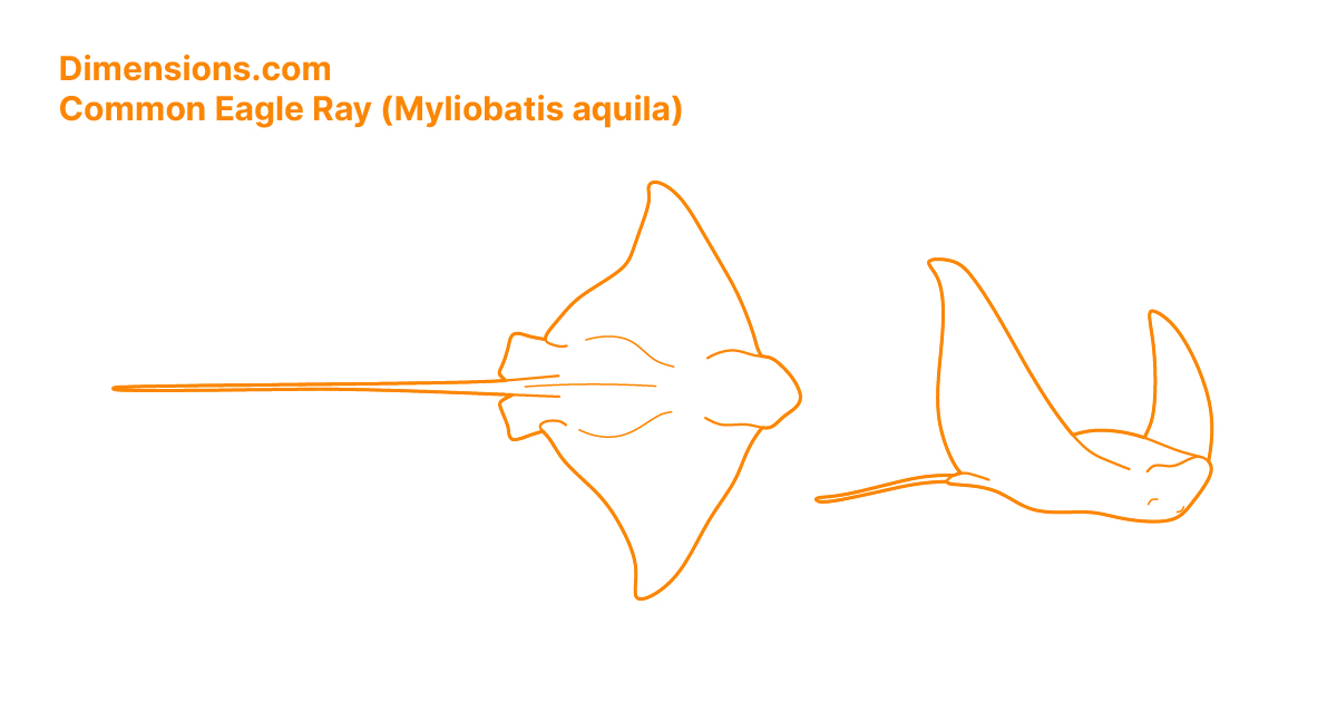 Common Eagle Ray (Myliobatis aquila) Dimensions & Drawings | Dimensions.com