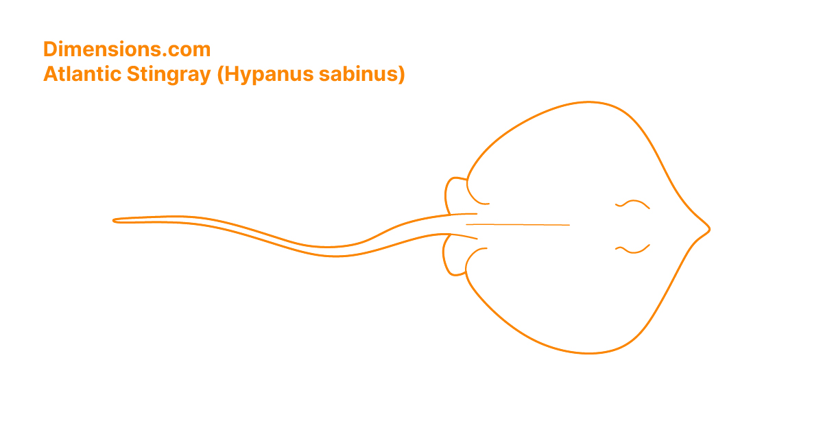 Atlantic Stingray (Hypanus sabinus) Dimensions & Drawings | Dimensions.com