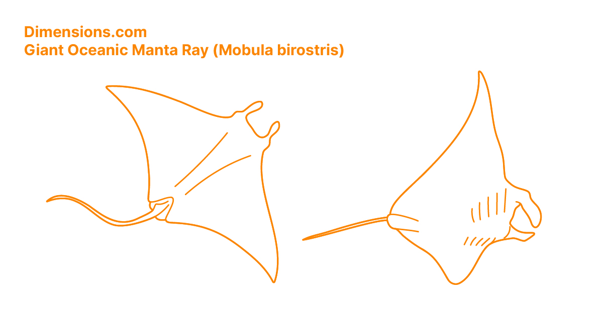 Giant Oceanic Manta Ray (Mobula birostris) Dimensions & Drawings ...