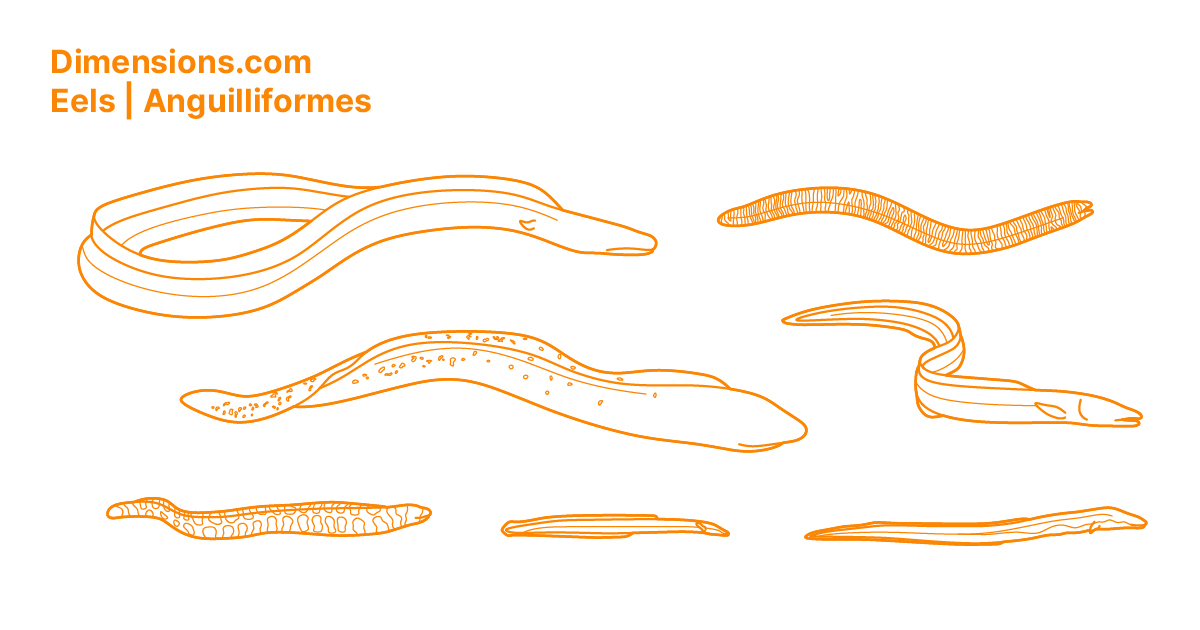 Eels | Anguilliformes Dimensions & Drawings | Dimensions.com