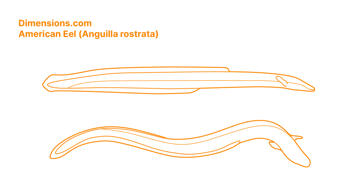 American Eel (Anguilla rostrata) Dimensions & Drawings | Dimensions.com
