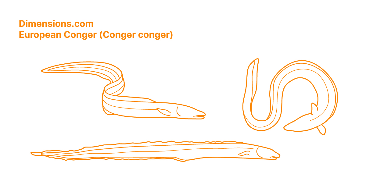 European Conger (Conger conger) Dimensions & Drawings | Dimensions.com
