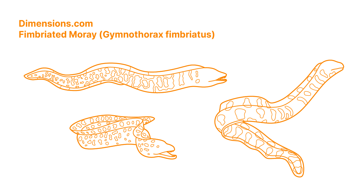 Fimbriated Moray (Gymnothorax fimbriatus) Dimensions & Drawings ...