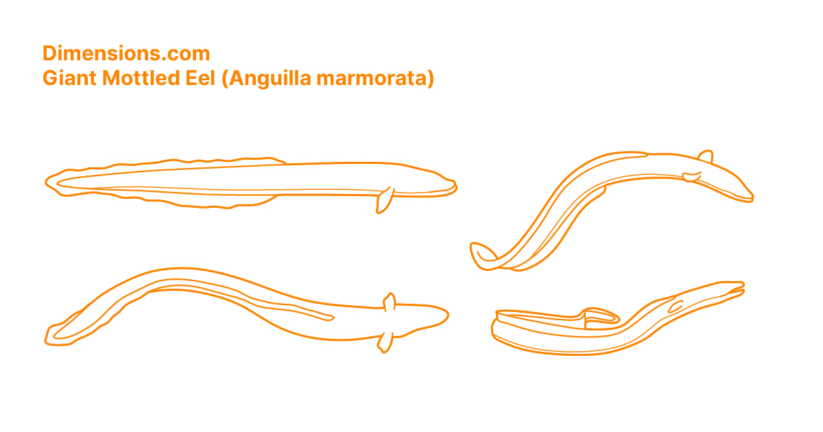 Giant Mottled Eel (Anguilla marmorata) Dimensions & Drawings ...
