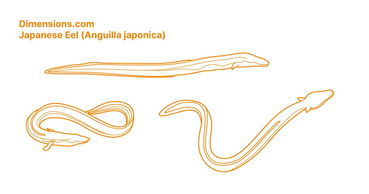 Japanese Eel (Anguilla japonica) Dimensions & Drawings | Dimensions.com