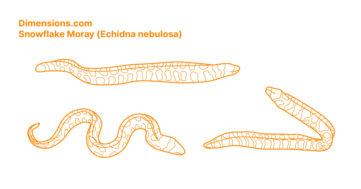 Snowflake Moray (Echidna nebulosa) Dimensions & Drawings | Dimensions.com