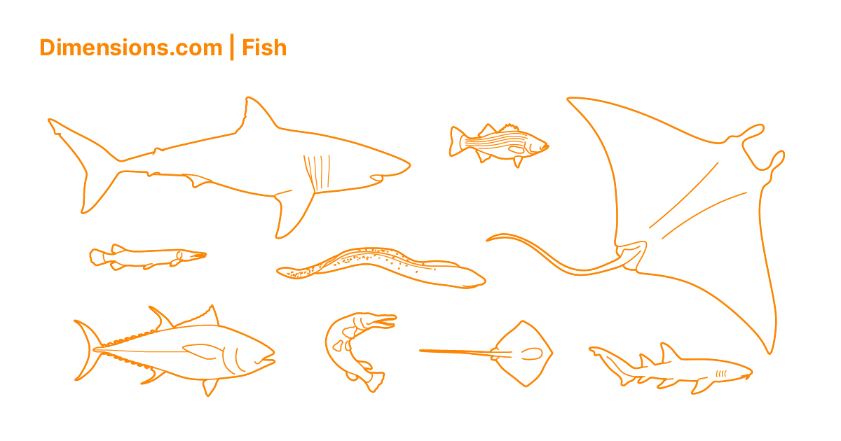 Fish Dimensions & Drawings | Dimensions.com