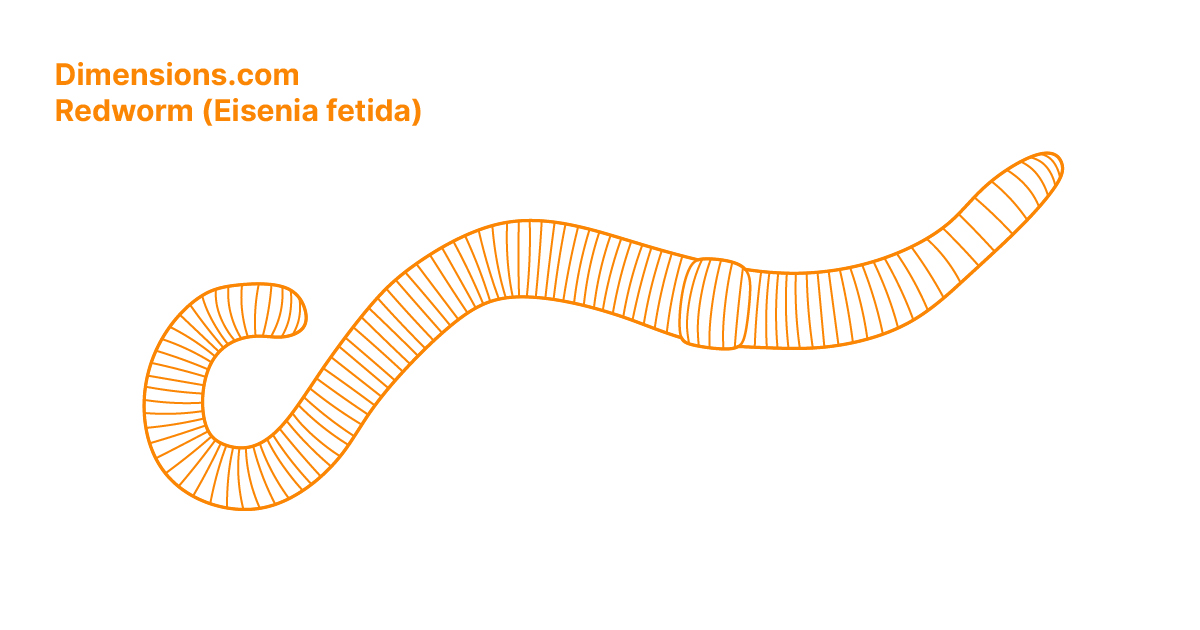 Redworm (Eisenia fetida) Dimensions & Drawings | Dimensions.com