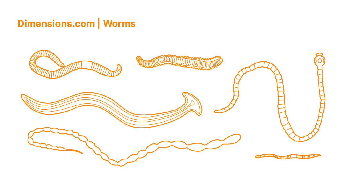 Worms Dimensions & Drawings | Dimensions.com
