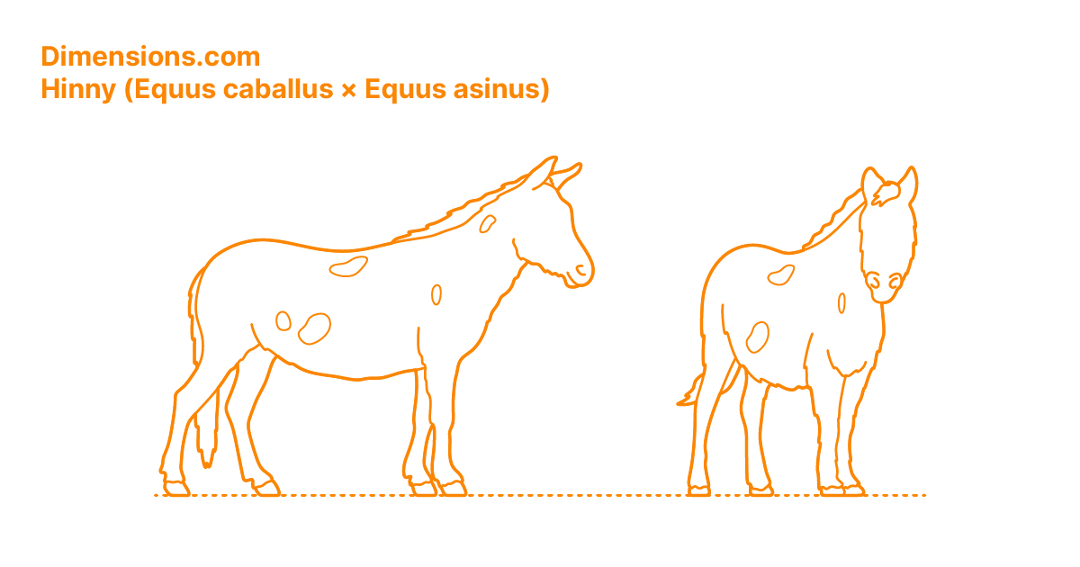 Hinny (Equus caballus × Equus asinus) Dimensions & Drawings ...